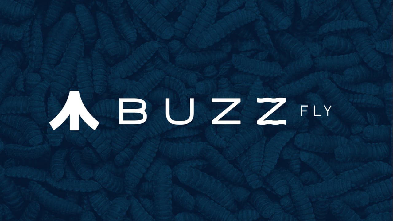 Buzz | Varejo | Buzz Fly - Alimentação Sustentável à Base de Insetos | Buzz