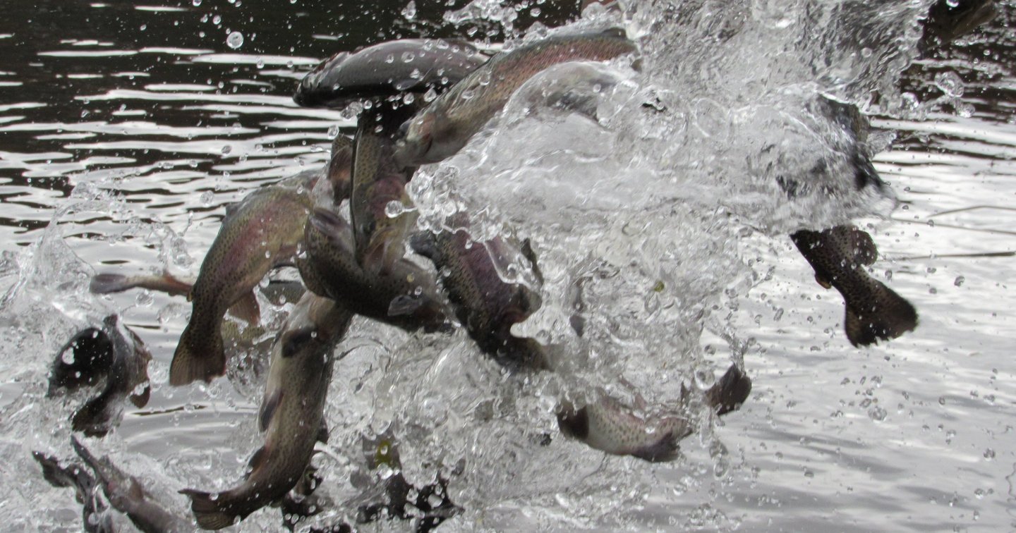 North Park Lake Trout Stocking | Allison Park Sportsmen's Club