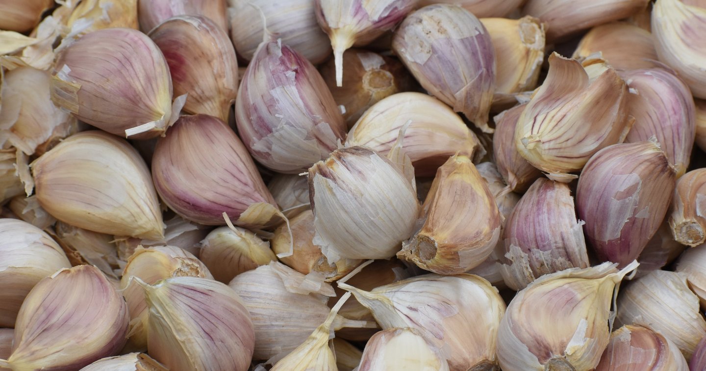 Small Farm Using Regenerative Agricultural Methods to Grow Garlic ...