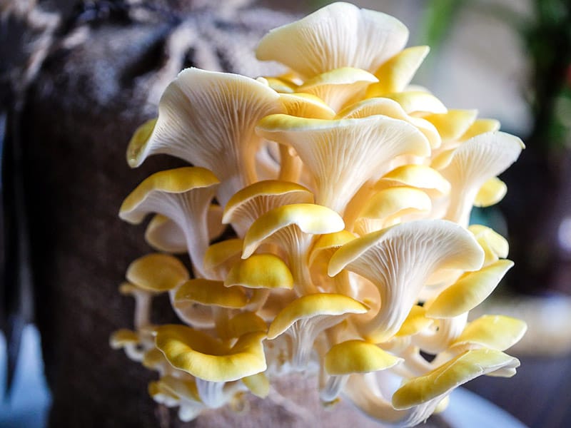 funghi ostrica blu, rosa e gialli coltivati con cura e qualità | MyFunghi