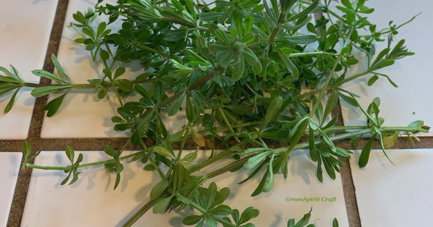 The Power of Cleavers Plant Medicine | GreenSpirit Craft