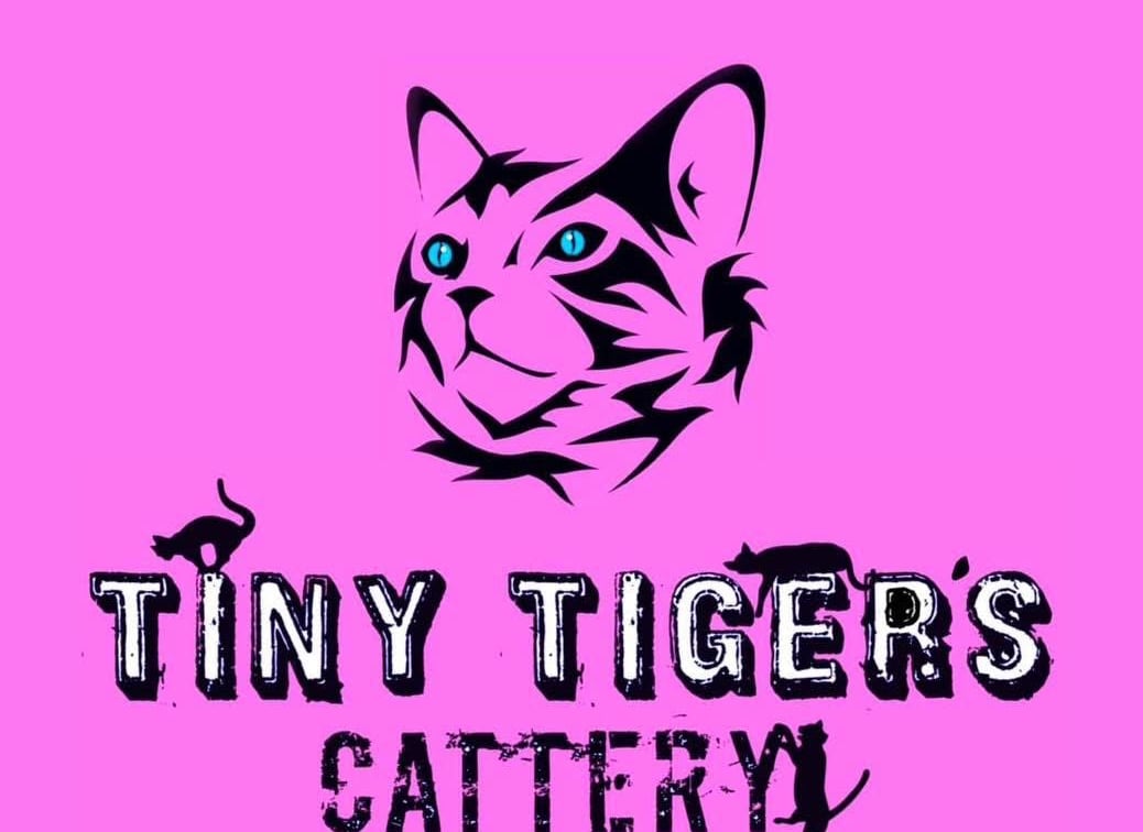 Tiny Tigers Cattery - Premium Pet Care Services | Tiny Tigers Cattery