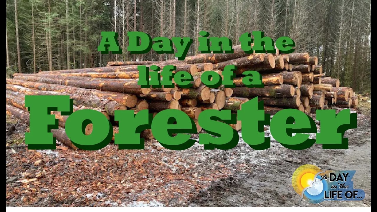 A Day in the Life of a Forester | A Day in the Life of