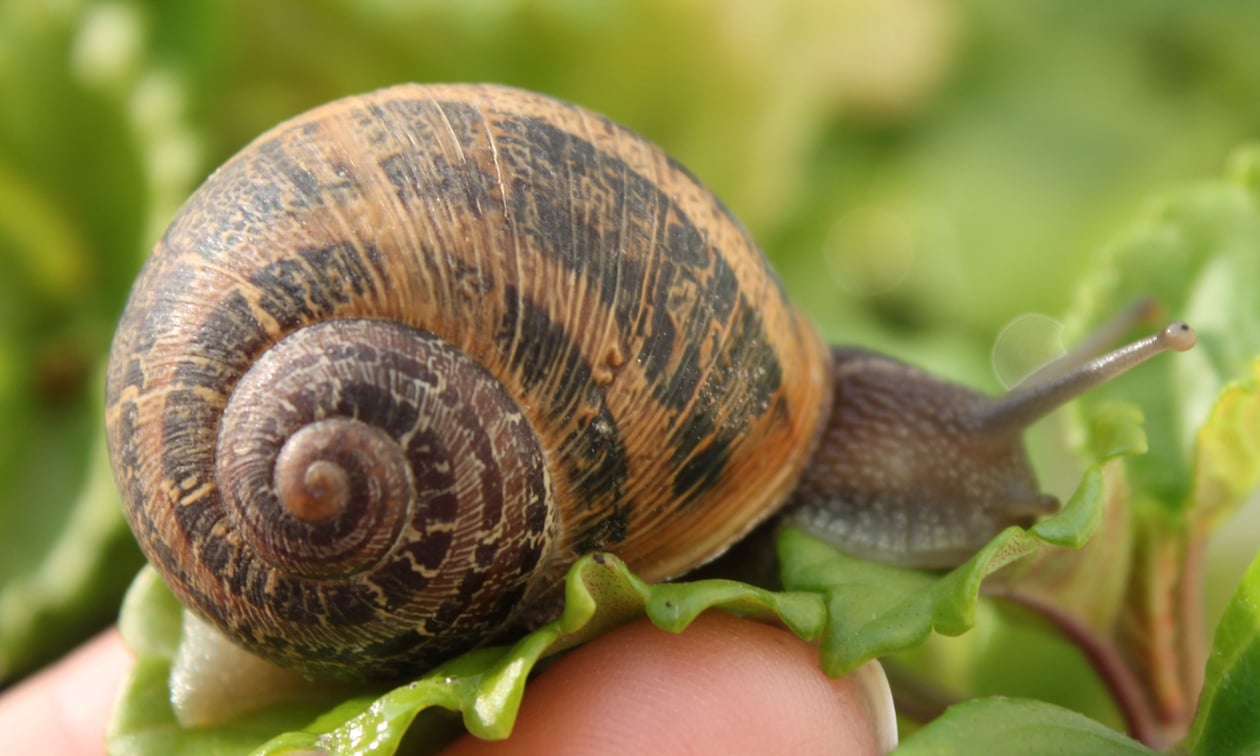 Expert snail care Tips for Pet Snail Care & pet snail nutrition ...