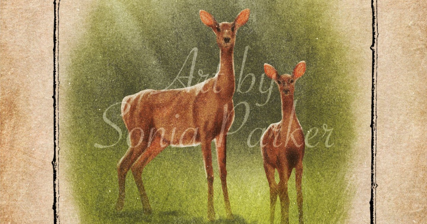 The Spiritual Meaning and Symbolism of the Deer | The Spiritual Centre