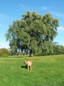 Secrets of the Willow Tree – Celtic Tree Lore and Spiritual Meaning ...