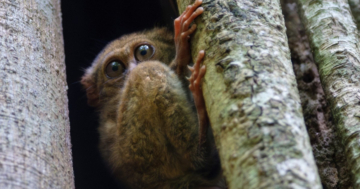 Bogani Nani Wartabone National Park & Mount Ambang | BOGANI EXPLORER