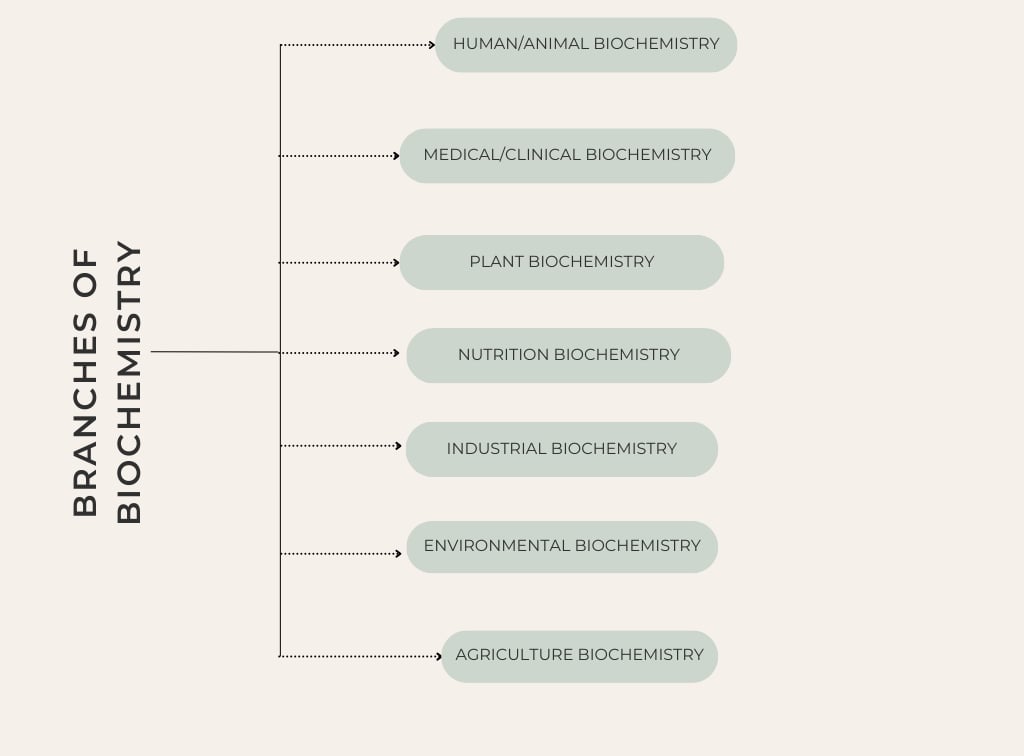 Foundational Concepts | Bio-chem_hub