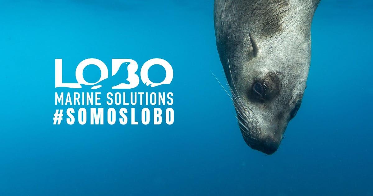 Lobo Marine Solutions - Consultoría Naval en Chile | Lobo Marine Solutions