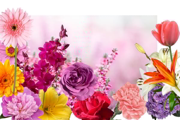 Jenis Bunga dan maknanya | Maruti Florist