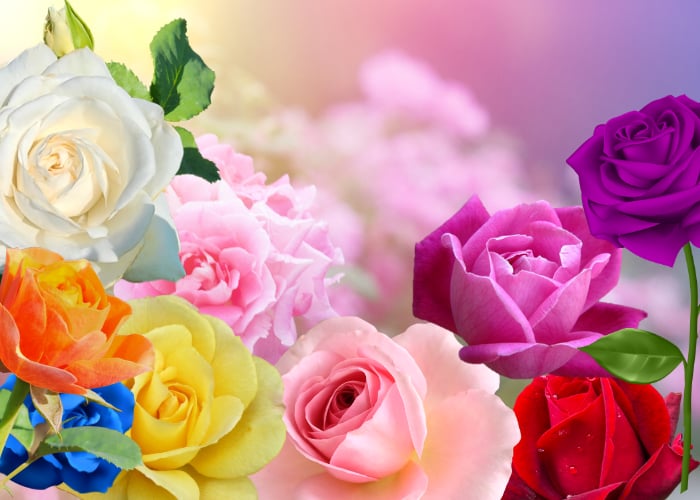 Arti Warna Bunga Mawar: Simbol Cinta, Persahabatan, dan Makna Mendalam ...