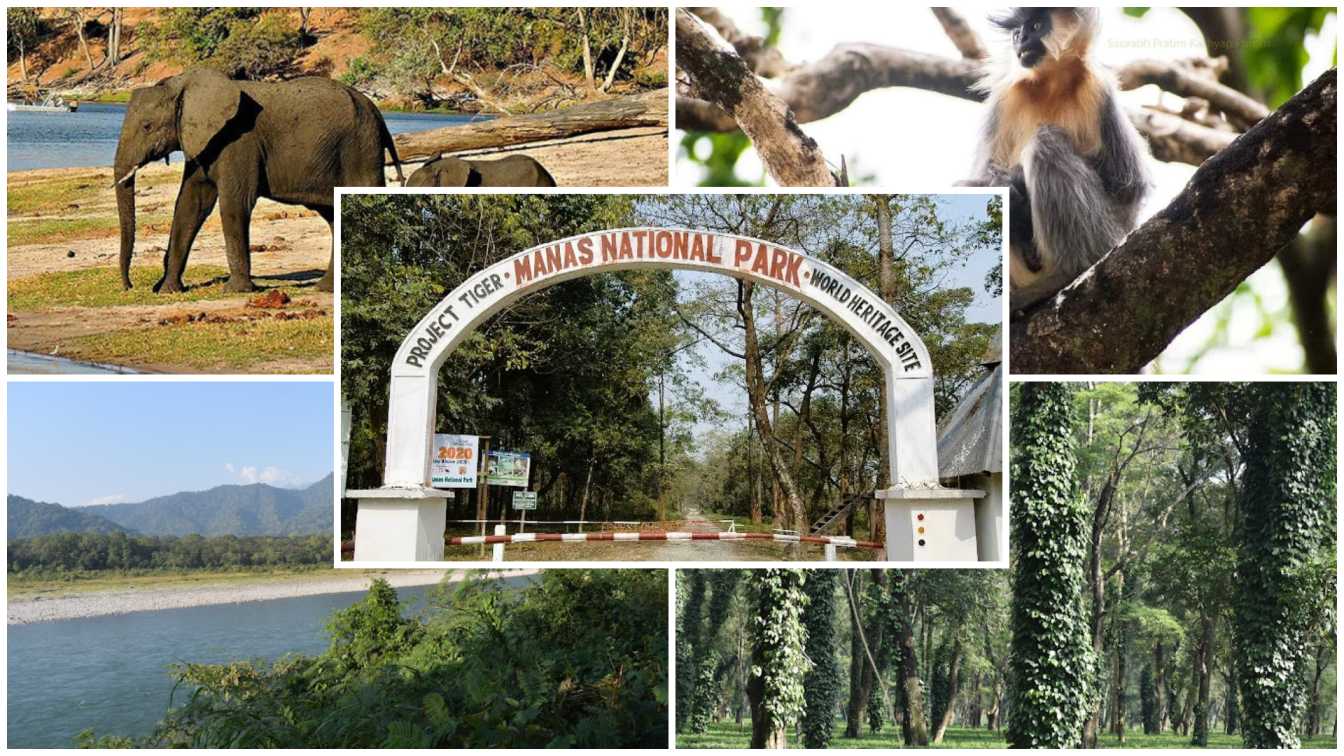 Manas National Park: Ultimate Guide to Assam's UNESCO Wildlife Haven ...