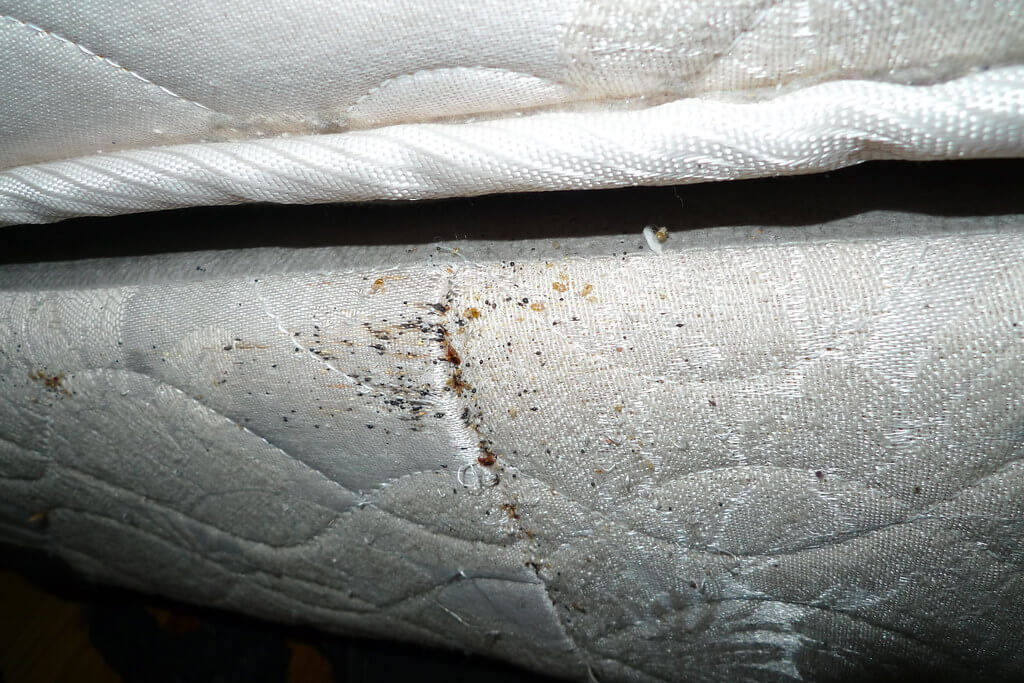 7 Early Signs of Bed Bugs: Spot and Stop Infestations