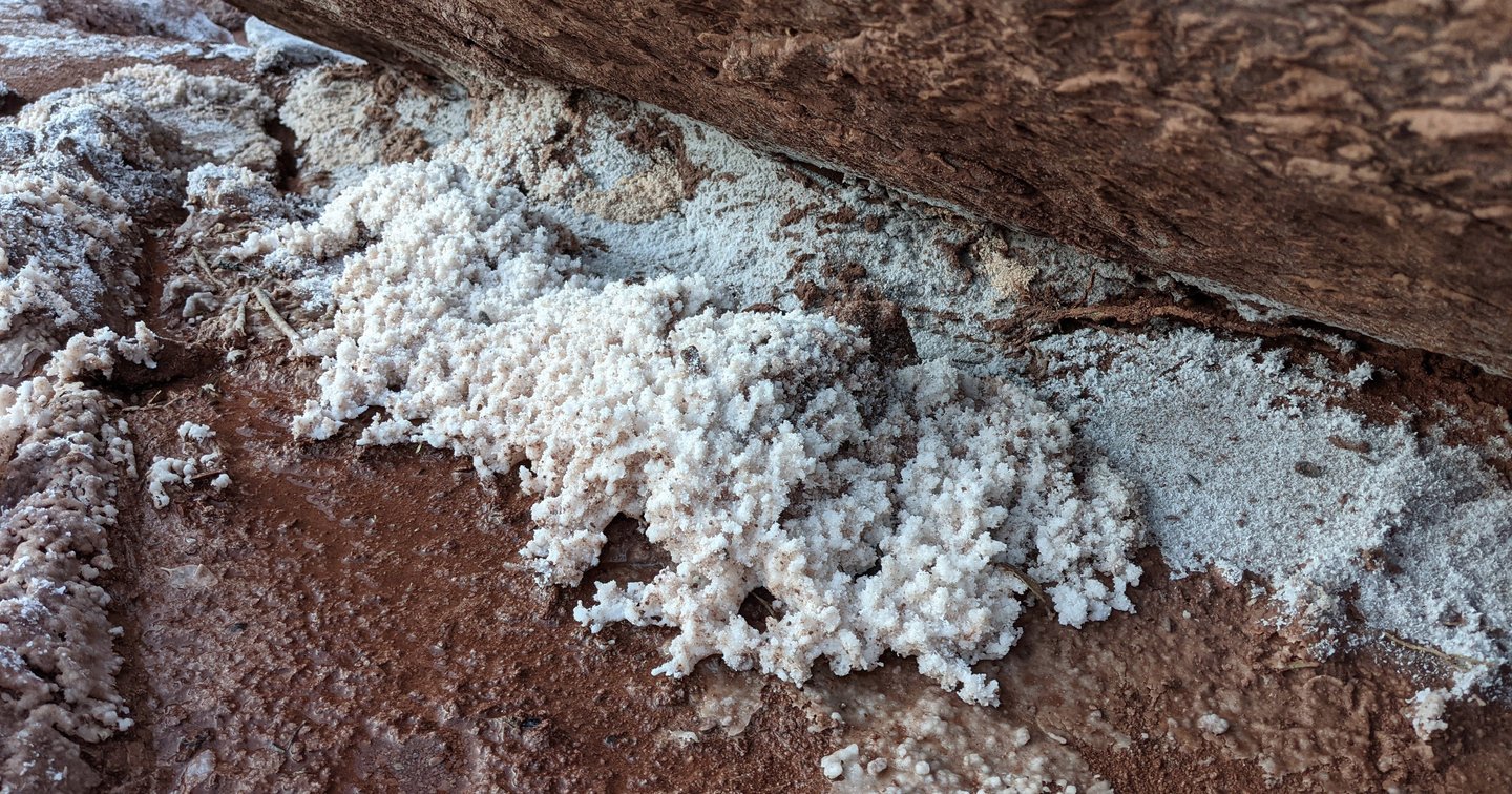 Can I Lick It? A Scientific Inquiry into Curiosity | The Washburn CHAOS Lab