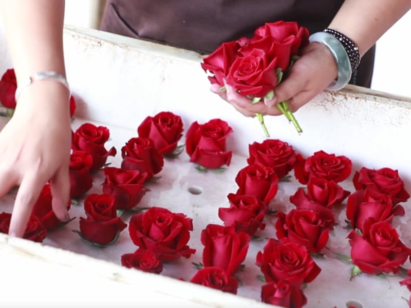 From Farm to Gift Box: How Preserved Roses Are Made | Factory ...