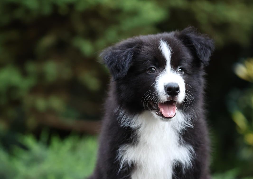Discover Joyful Border Collies | Miacarissima | MiaCarissima Border Collies