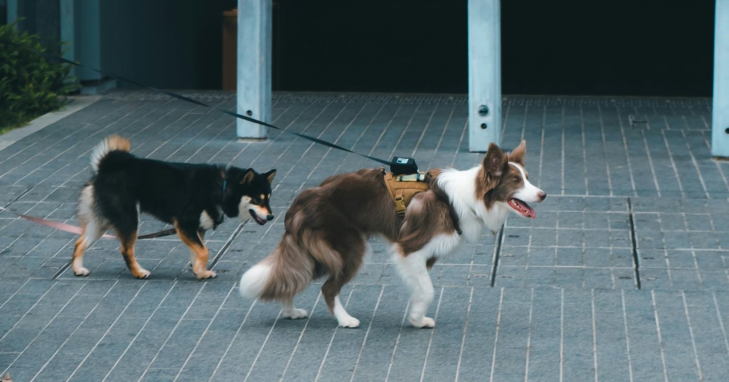 The Charleston Dog Walker's Guide to On-the-Go Training Games ...