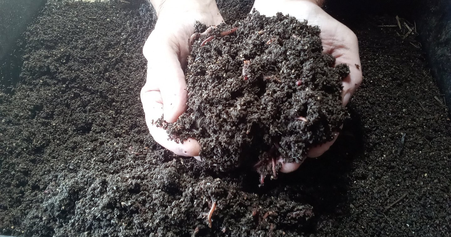 Getting Started with Worm Composting | Beginner’s Guide to ...