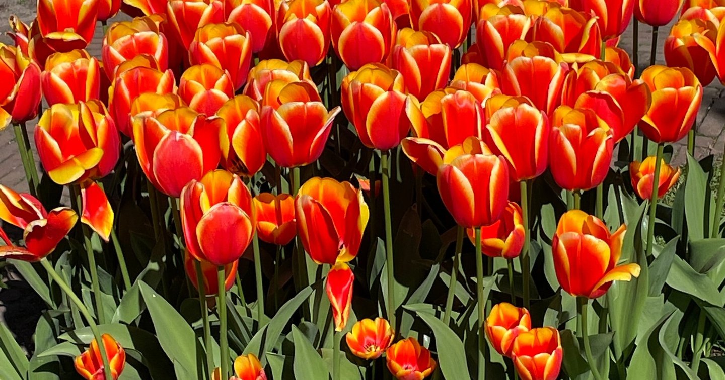 Avalon Tulip River Cruise Review | Road land sea