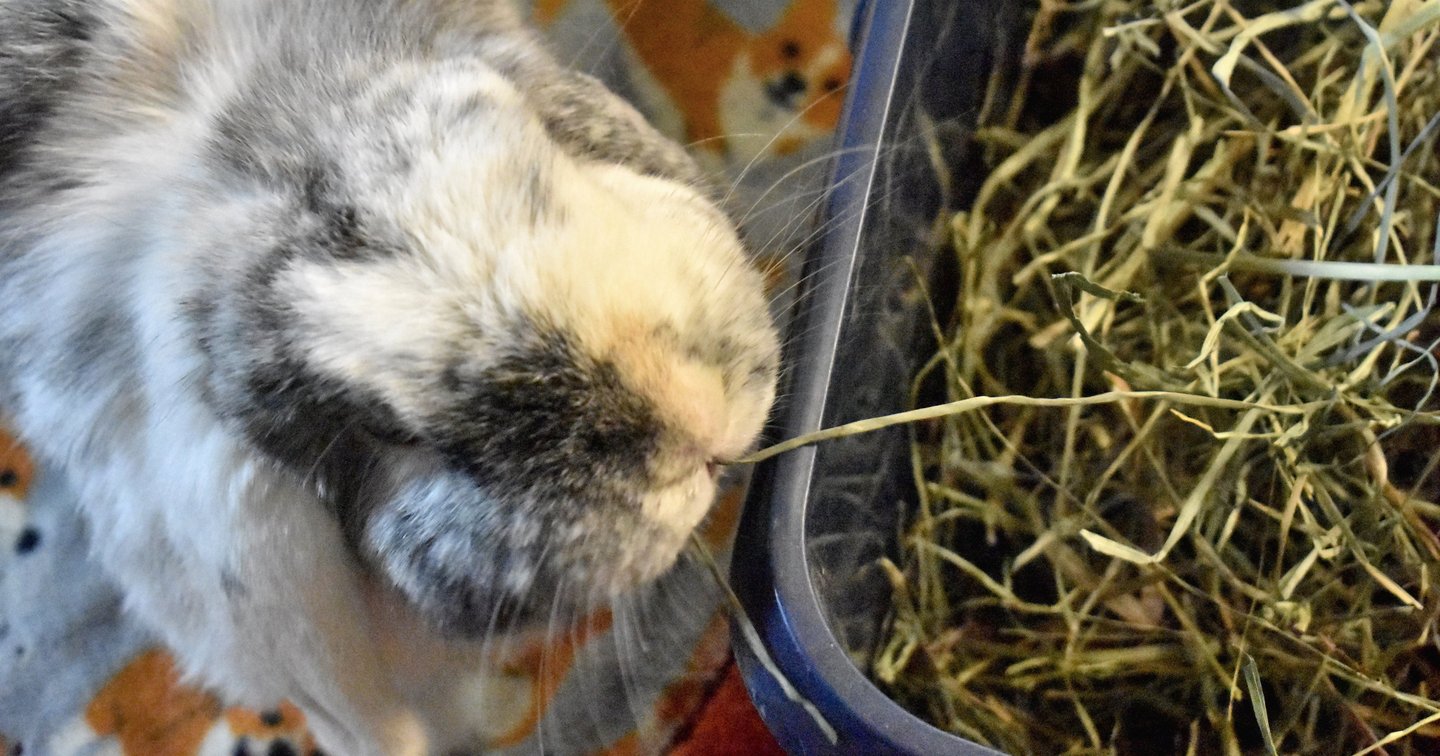 Rabbit Hay 101: What Kind, How Much, and Why It Matters | Hot Cross ...