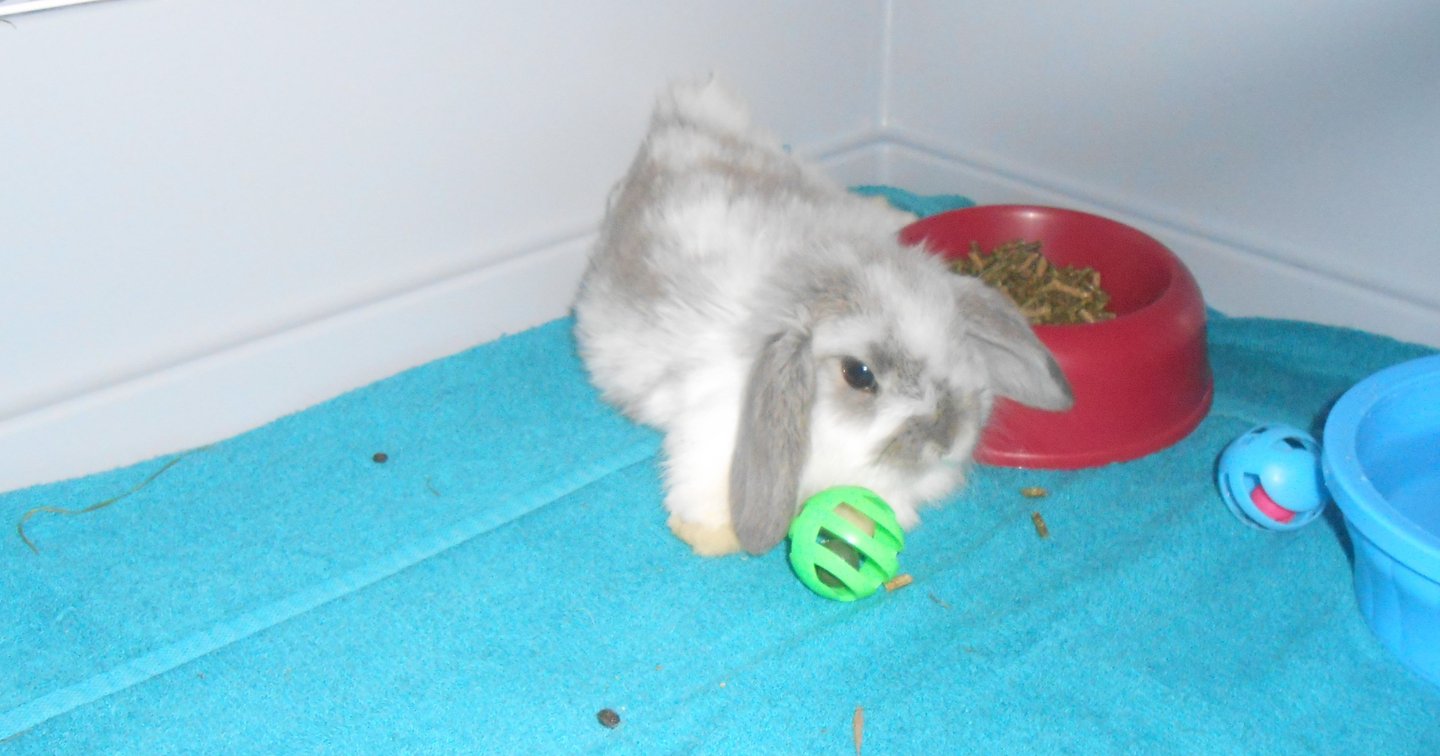 Choosing the Right Rabbit Habitat: What to Consider First | Hot Cross ...