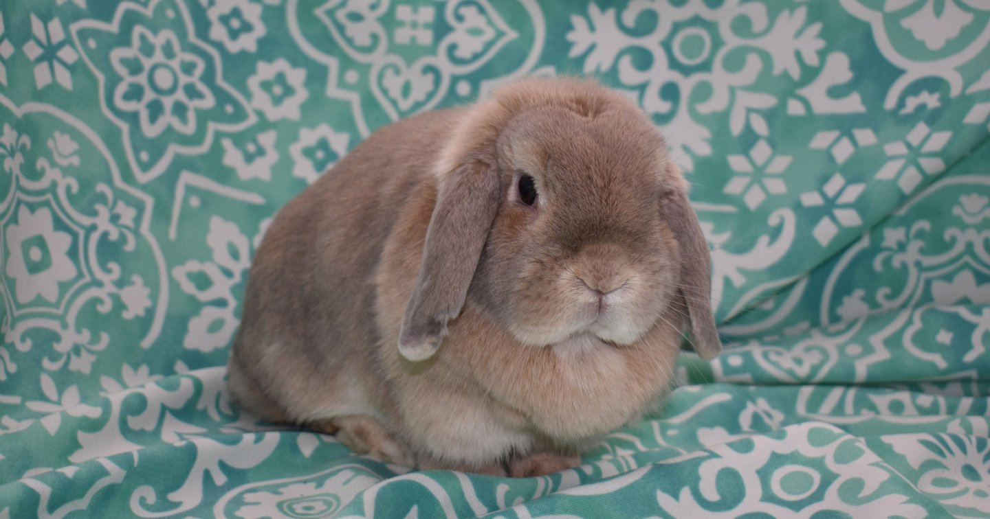 Ages & Stages of a Holland Lop | Hot Cross Buns Holland Lops