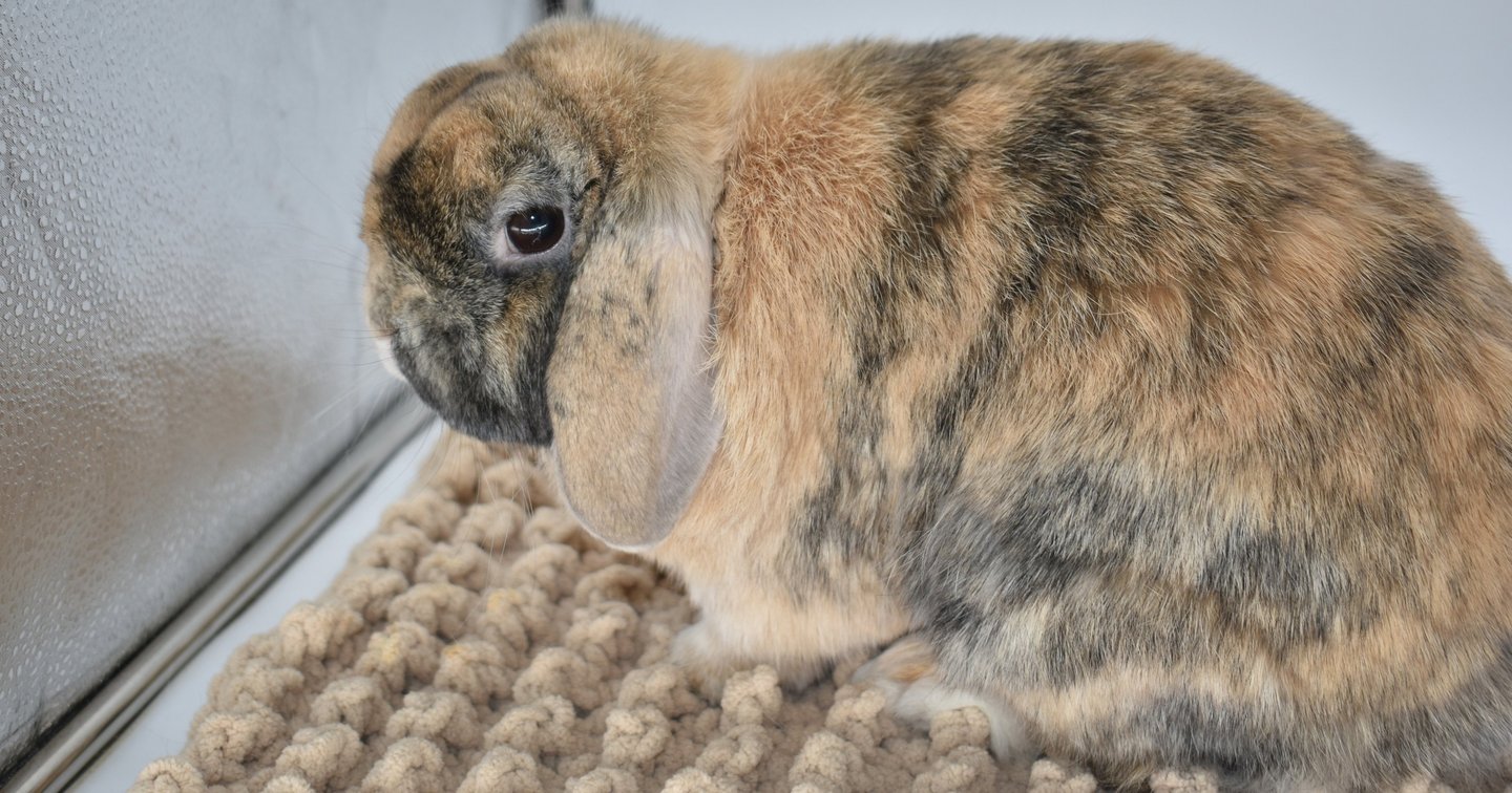 Liver Lobe Torsion in Rabbits: Symptoms, Diagnosis, and Treatment | Hot ...