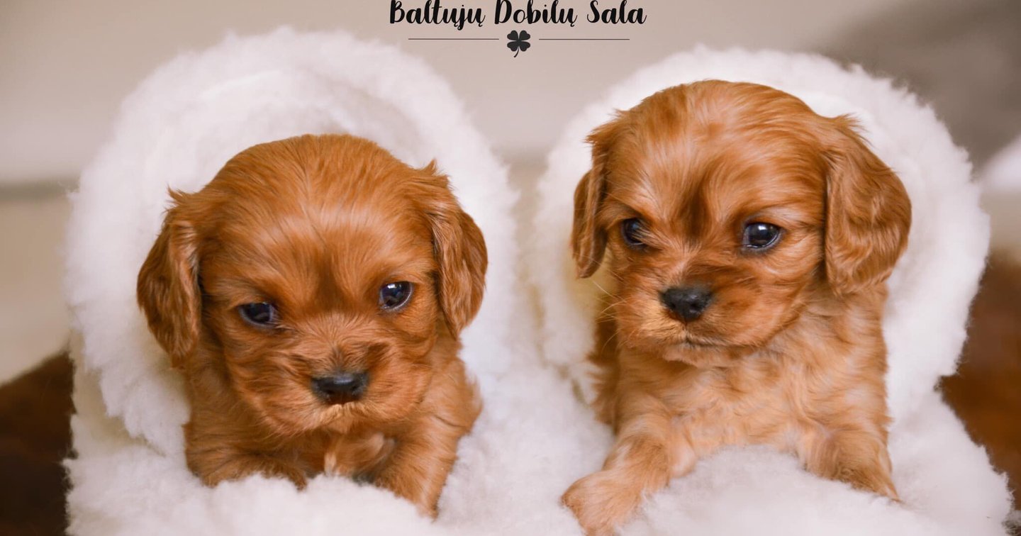 Kavalieriaus Karaliaus Karolio Spanieliai | Baltųjų Dobilų Sala Kennel ...