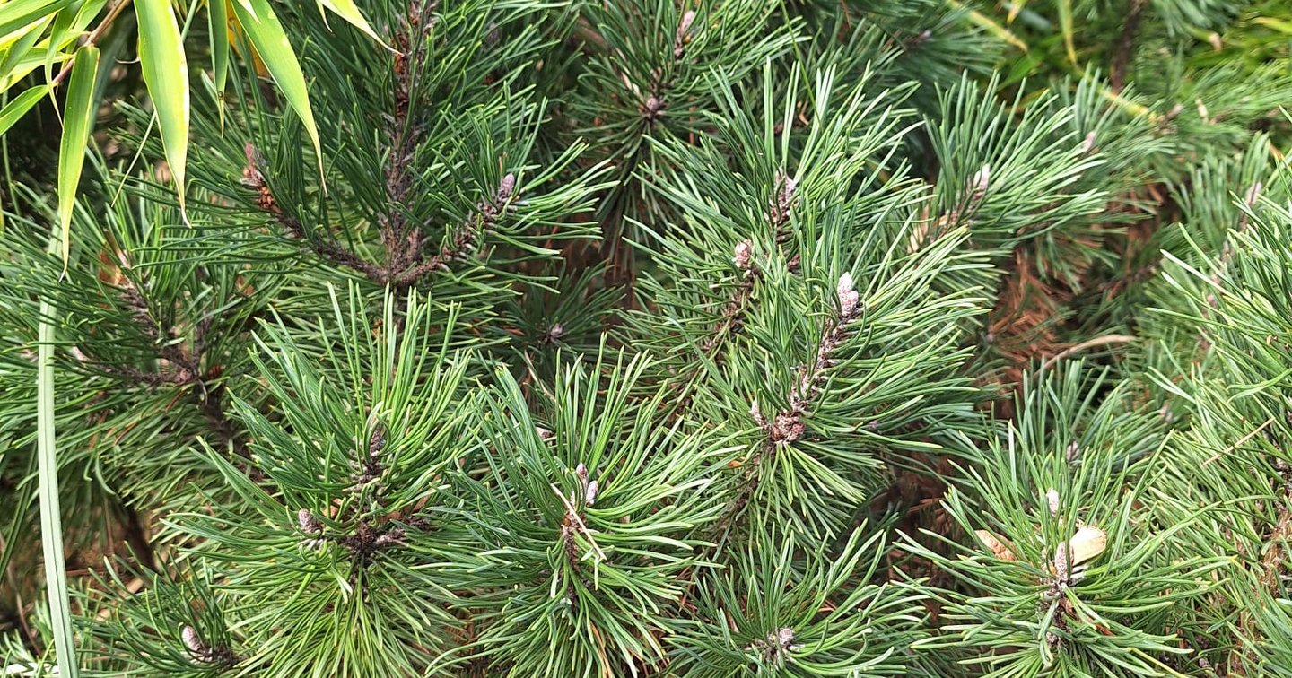 The Best Full Sun Evergreen Shrubs for Gardens | Shrub Radar