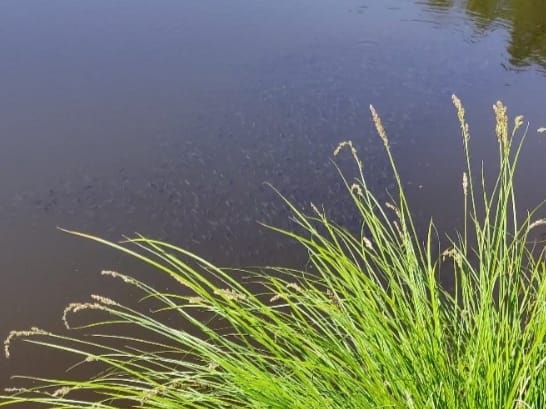 The Journey of This Year's Carp Fry: A Look into Their Beautiful ...