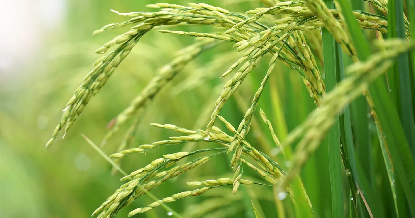 Optimizing Rice Production with Innovative IPM Solutions from Ai-Genix | Ai-Genix