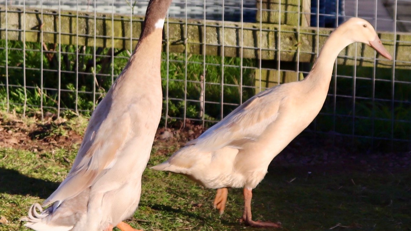 Indian Runner Ducks for Sale - Unique Breed with High Egg Production ...