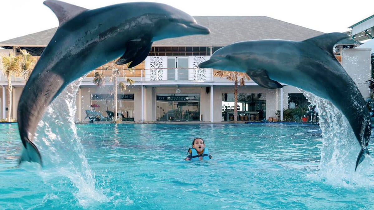 One Day Tour - Dolphin Encounter, Sanur Afternoon Tea & Bali Safari ...