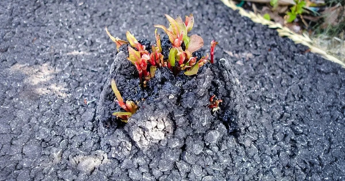 Vancouver's Most Common Lawn Weeds and How to Control Them | Blossom ...