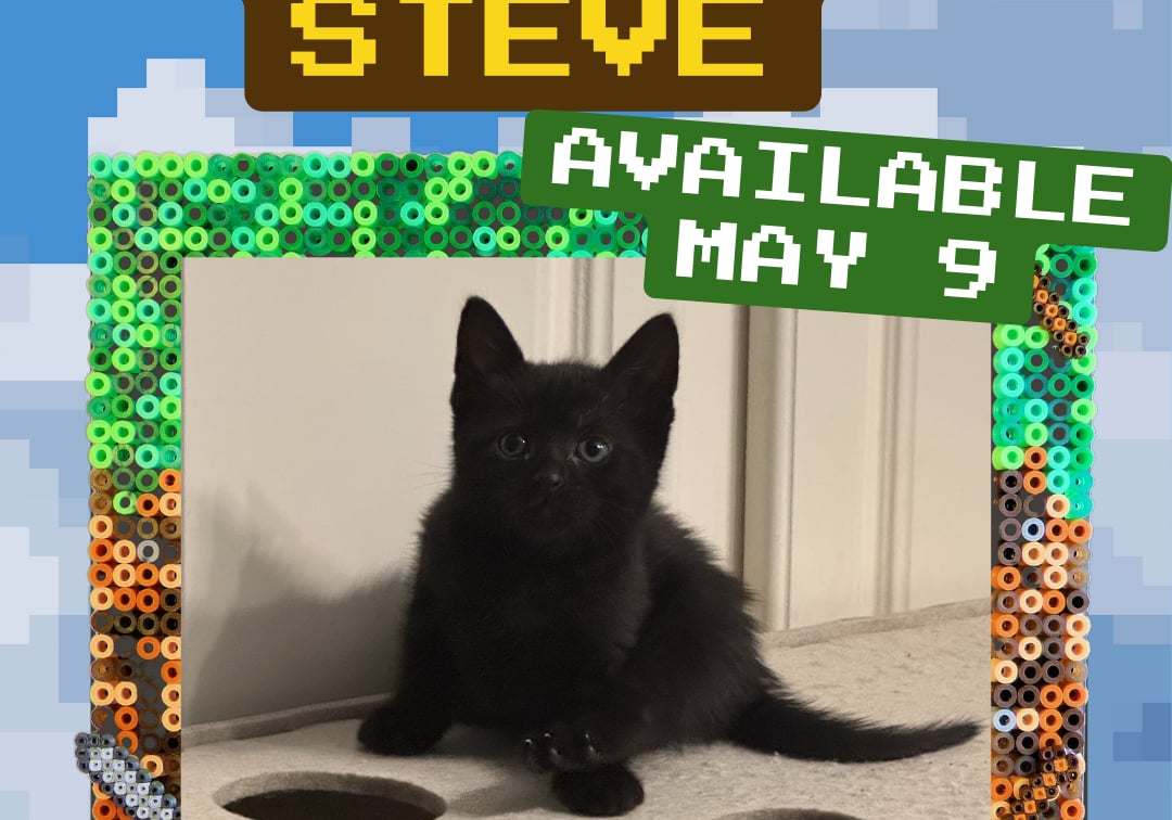 Looking for an adoptable cat in Houston? Meet Minecraft Steve! | Tabby ...