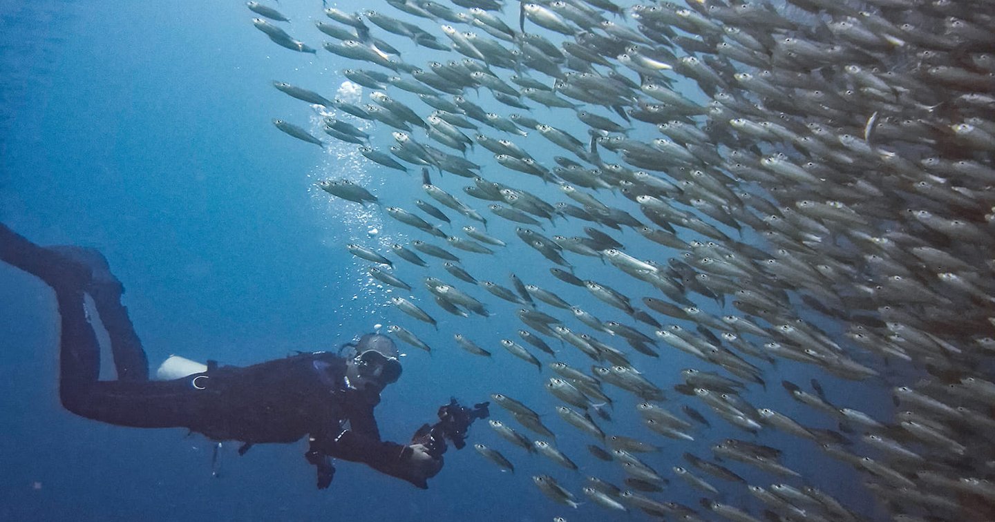 SCUBA Diving Certification: Your Gateway to the Underwater World ...