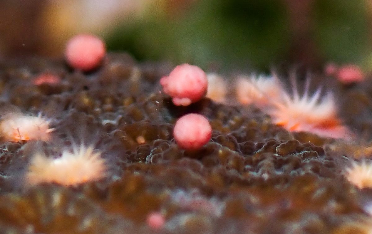 The First Observation of Multispecies Coral Spawning in Cebu by ACIAR ...