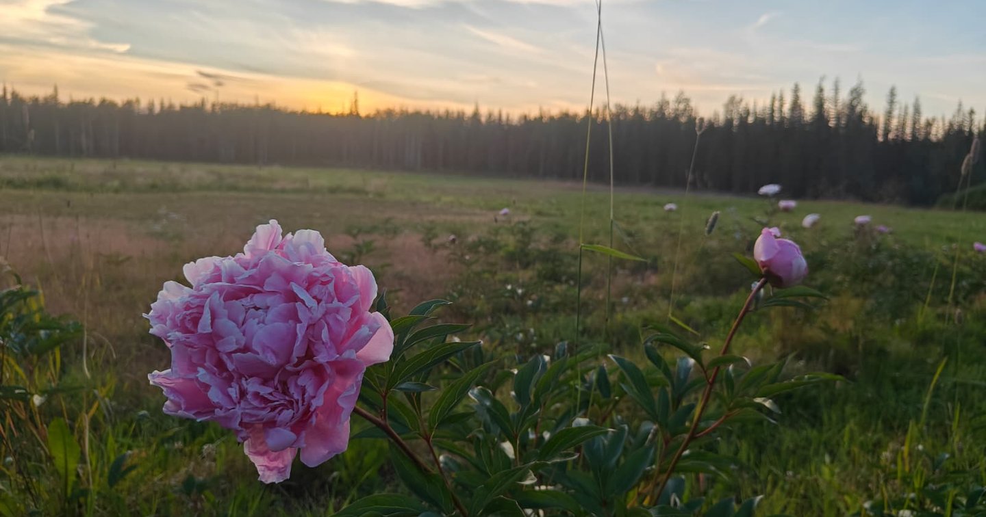Shop Premium Peony Roots Online | Peonies by May