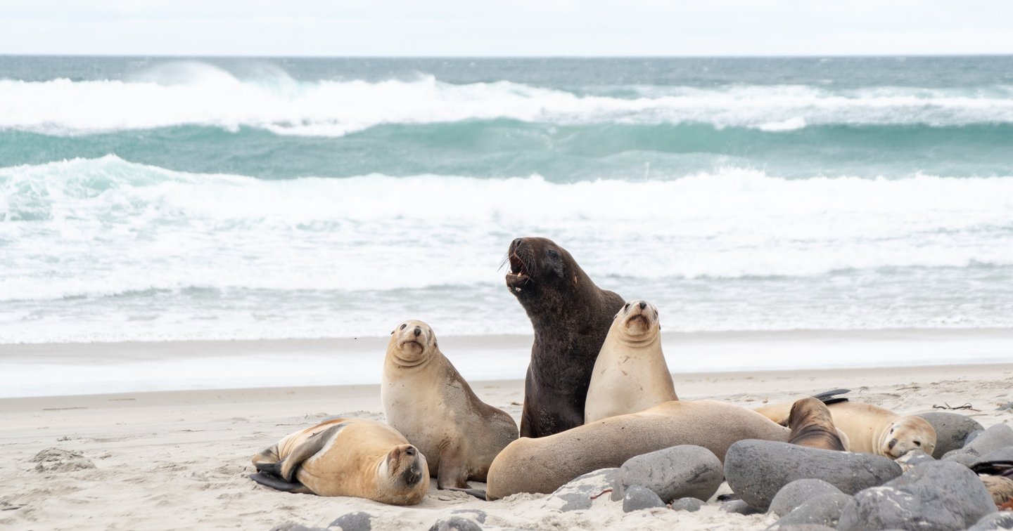 Catlins Sea Lion Killings - Reward for information offered | New ...
