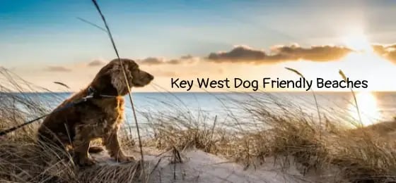 Best Dog-Friendly Beaches in Key West | Florida Travel Blog