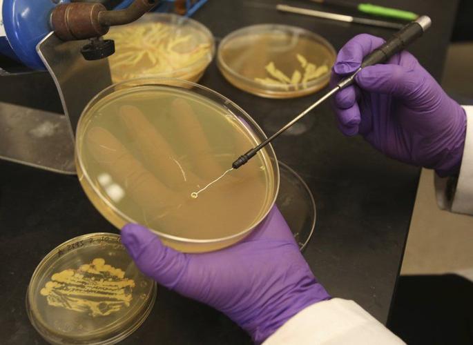 Creating Agar Art | The Art Gene