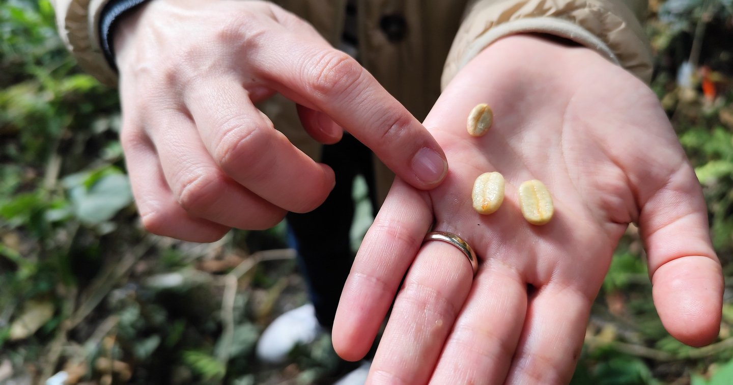 Chandragiri Variety: A Coffee Revolution in North India | Himalayan ...