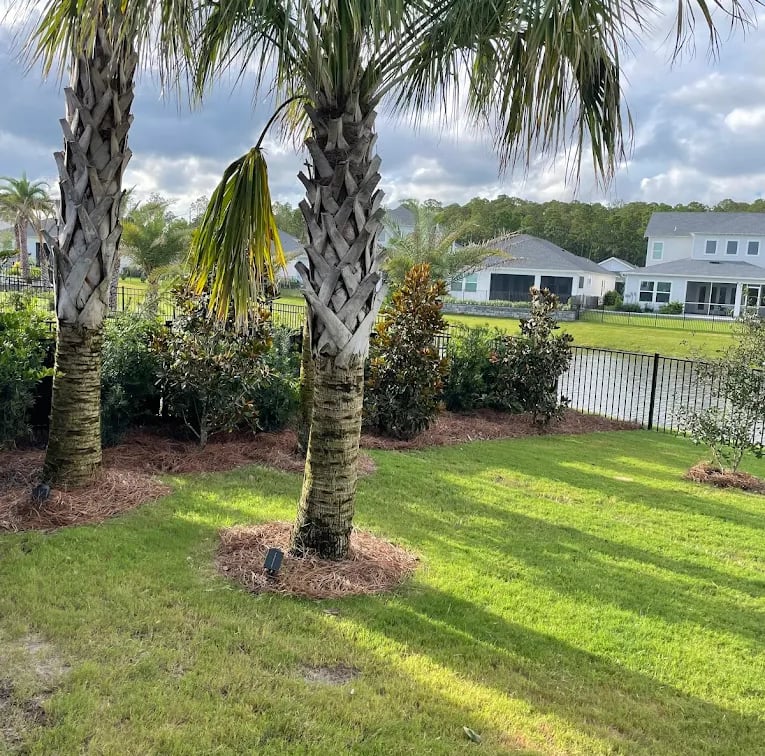 The Different Types of Palm Trees in Florida Panhandle for Landscaping ...