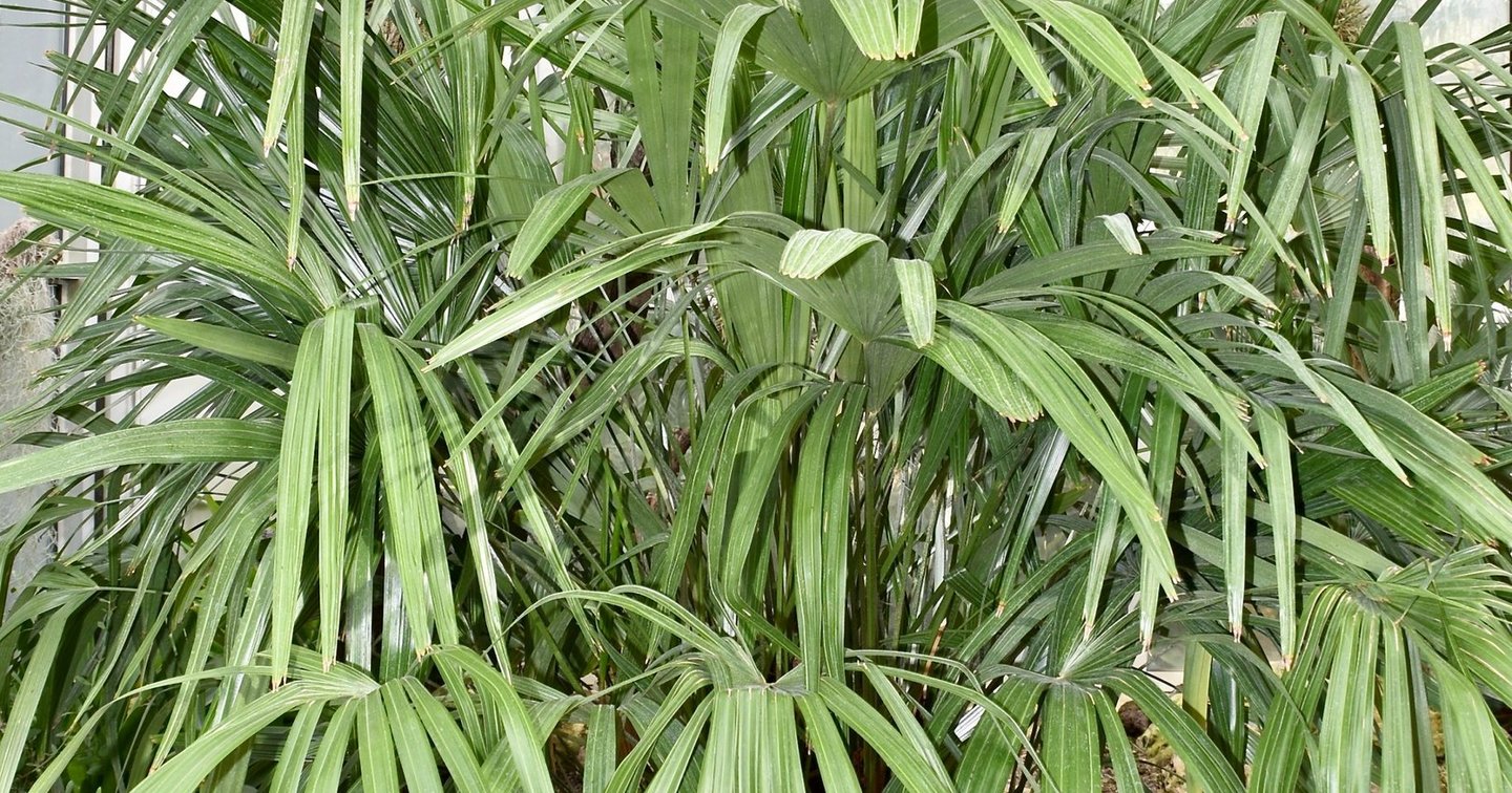 Everything You Need to Know About Needle Palms | Pacific Northwest Tropics
