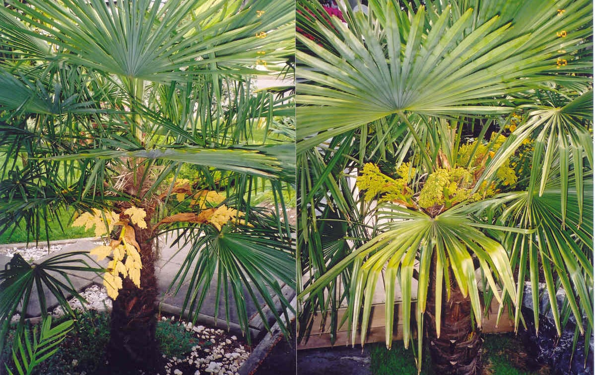 Male vs Female Windmill Palms: How to Tell the Difference and How They ...