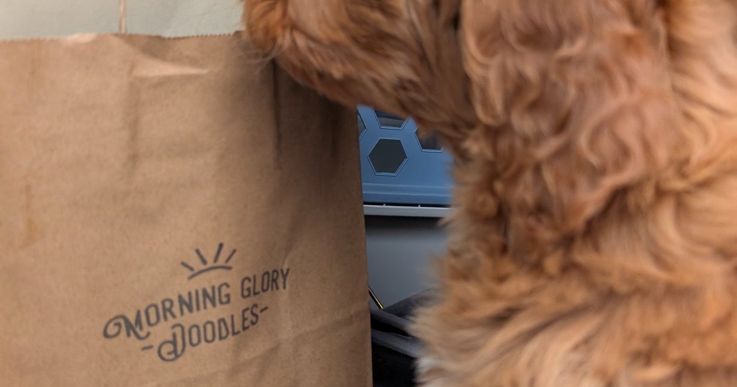 Welcome Home, Sweet Doodle: A Journey from Tennessee to Kentucky | Wuf ...