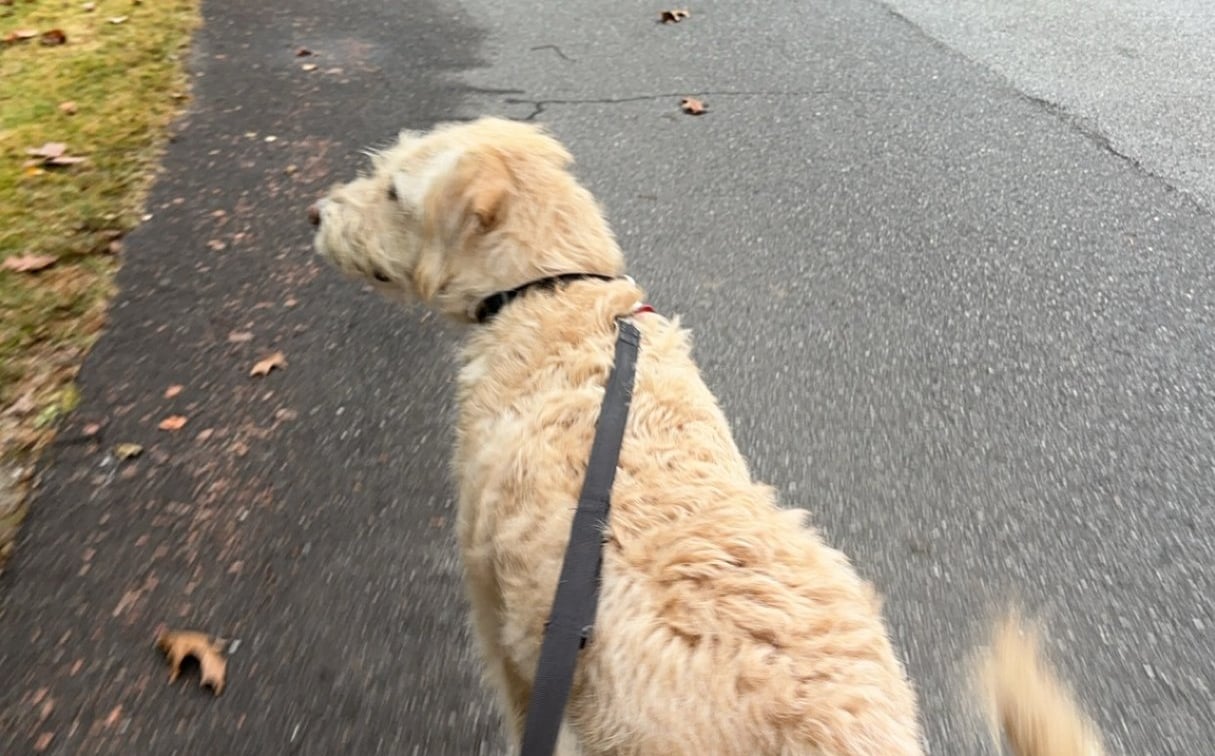 Dog Walking from Walks & Wags with Morgan | Walks and Wags with Morgan