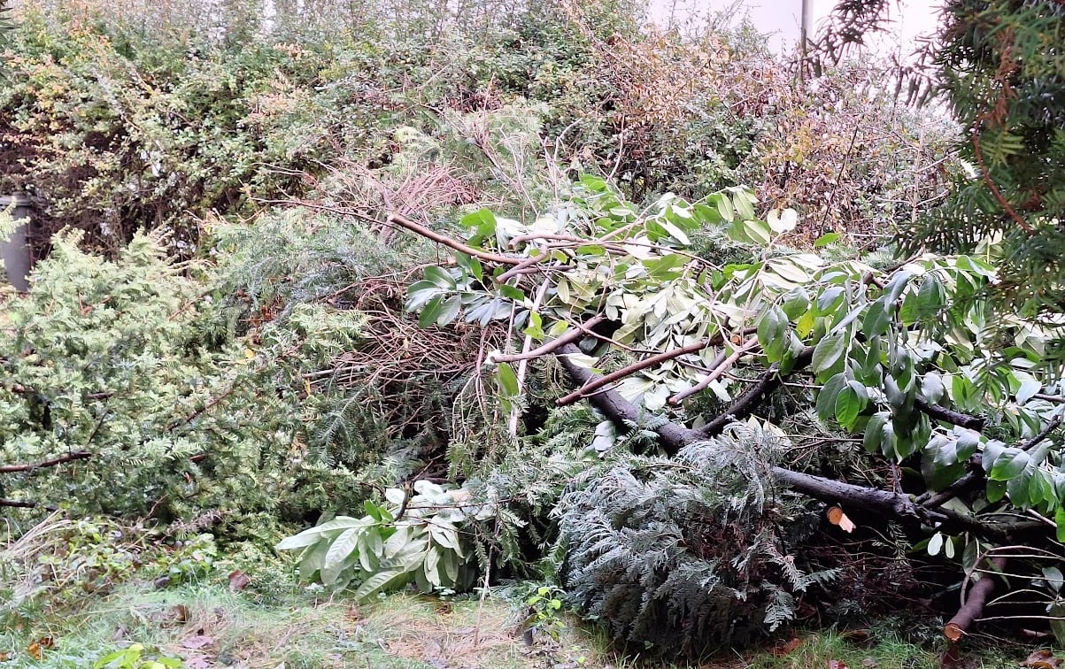 List of The Best Compost Ingredients for Your Pile or Bin