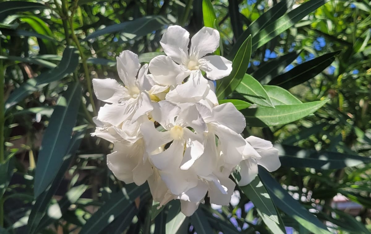 How to Choose The Right Small Flowers for Your Garden?