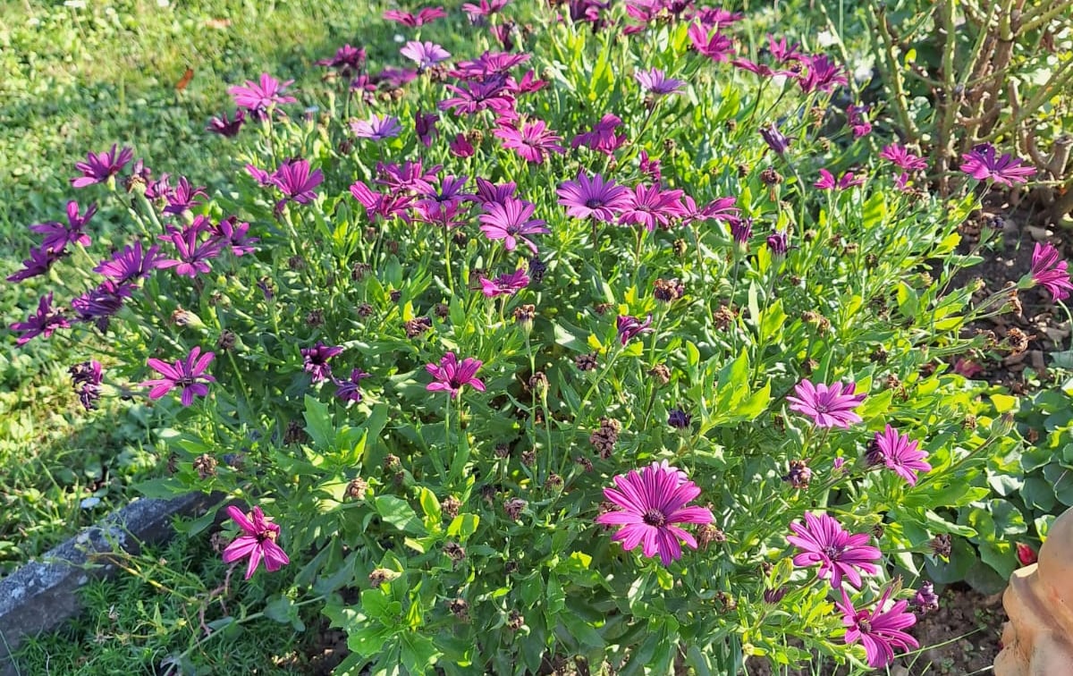 8 Interesting Green Shrubs That Are Also Flowering